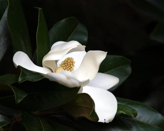 9 pretty flowering trees for your backyard