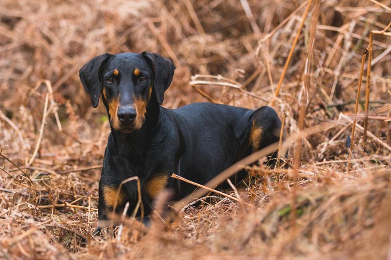 10 dog breeds that will guard you with their life and 5 that would ...
