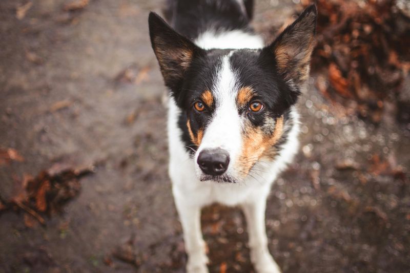 Vet reveals top 6 dog breeds that act the most like humans