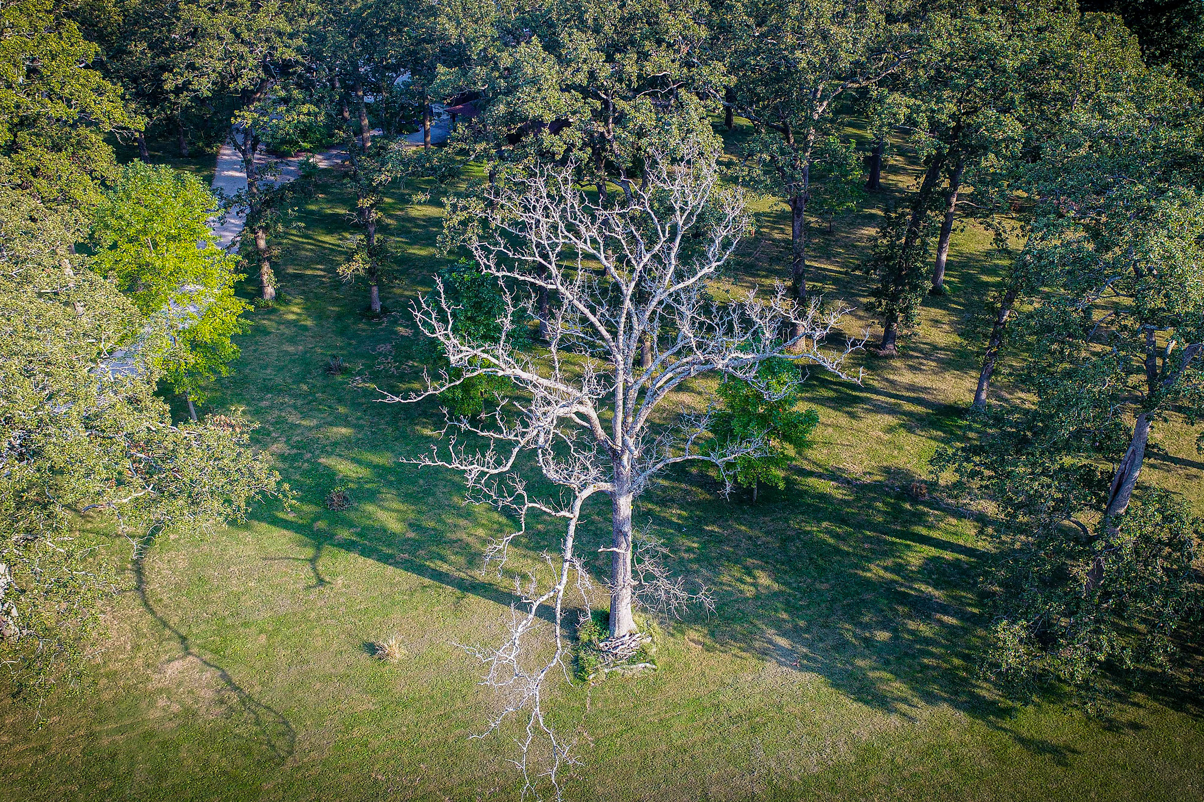 What's killing these oak trees in the Midwest? Conservationists believe ...