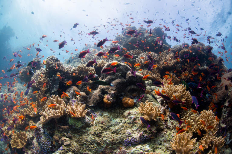 Connections between coral reefs boost their health