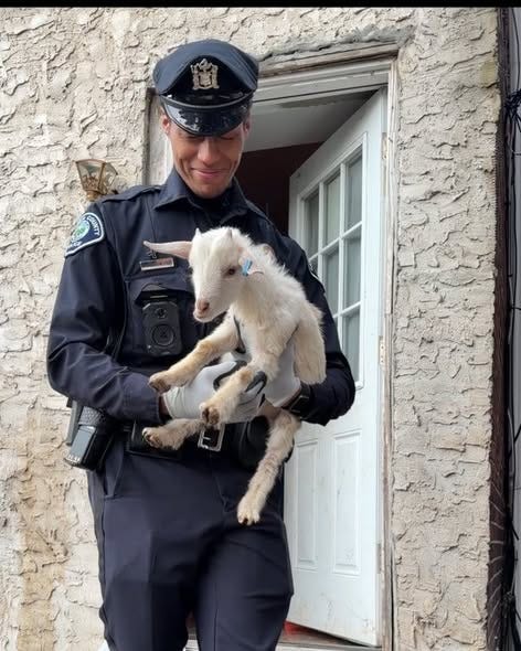 Camden County police grab goats at vacant Parkside property