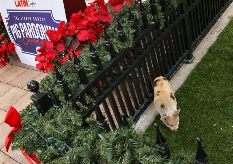 A pig named 'Six Seven' gets pardoned by the Miami-Dade mayor. Take a look