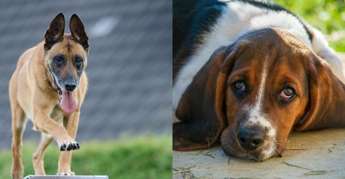 10 dog breeds that will guard you with their life and 5 that would ...