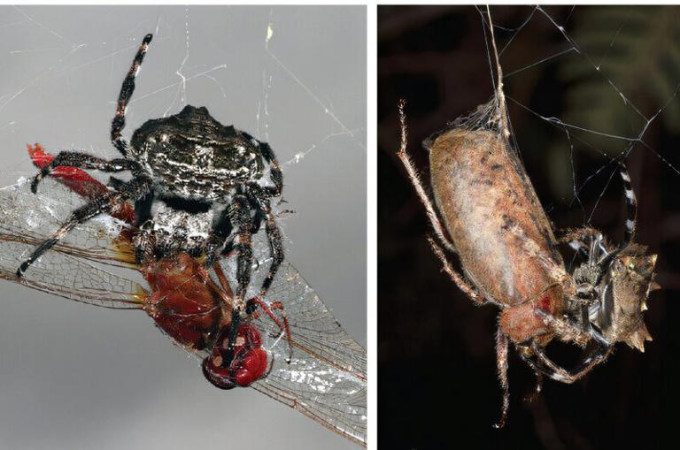 Adult female bark spiders produce superior and tougher silk than males do