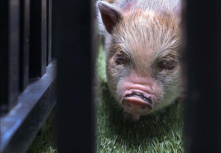 A pig named 'Six Seven' gets pardoned by the Miami-Dade mayor. Take a look