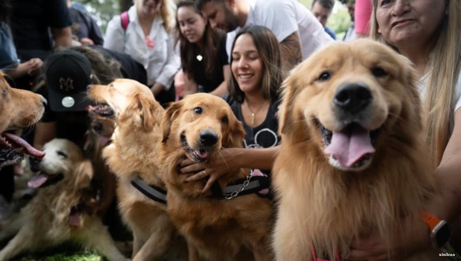 Golden retrievers break world record with 2,397-strong gathering in ...