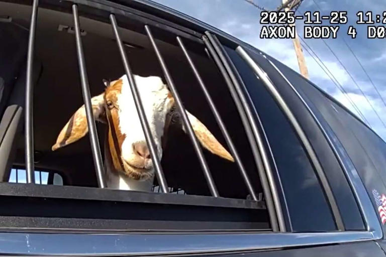 Texas police nab goat on the lam, and it's all on body cam
