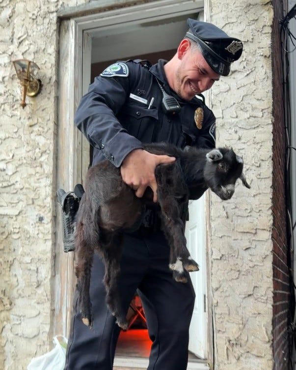 Camden County police grab goats at vacant Parkside property