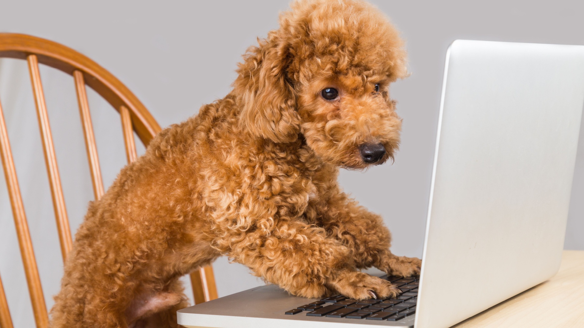 Vet reveals top 6 dog breeds that act the most like humans