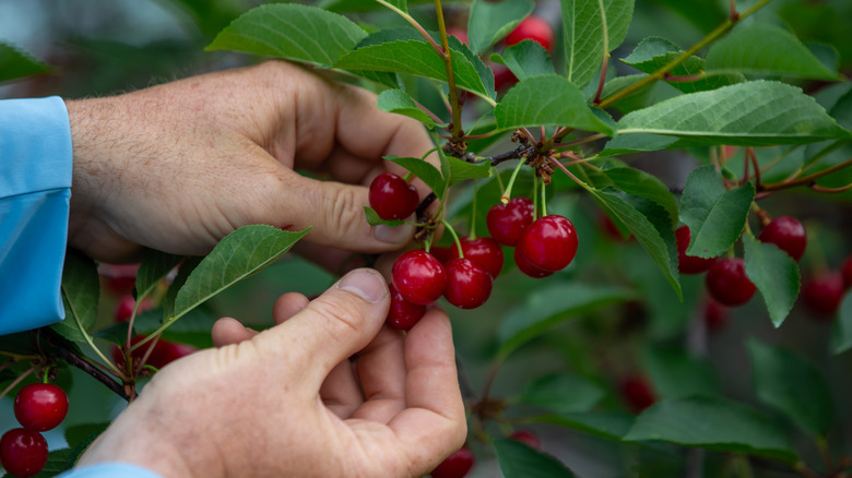 Cherry bush vs cherry tree: Only one is better suited to grow in colder ...