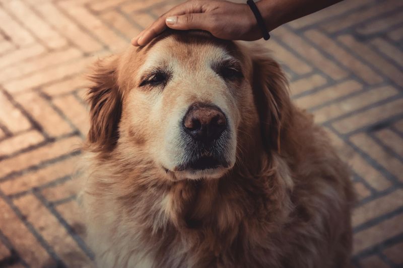 8 dog breeds that are surprisingly cheap to own and 5 that could drain ...