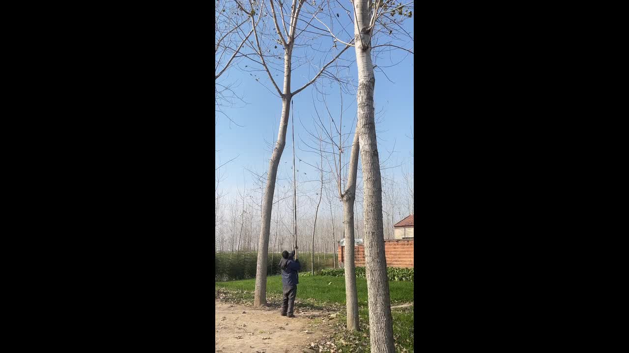 Tree branch unexpectedly falls during trimming mishap in Jiangsu, China