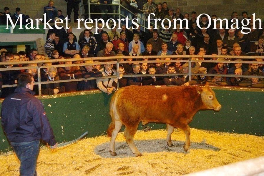 More cattle than usual for a December sale at Omagh Mart