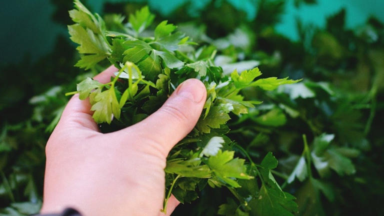 Why you should eat more cilantro even if you think it tastes like soap
