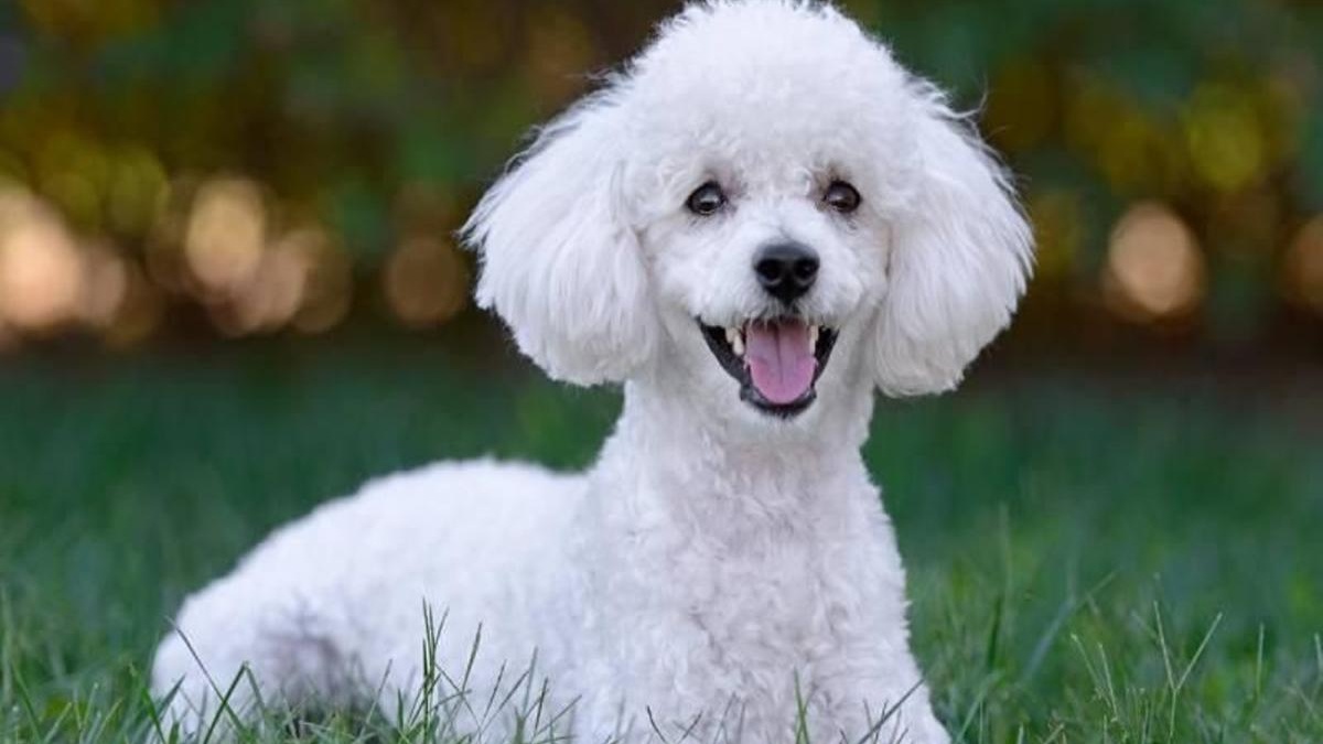 These 11 dog breeds think they're human (and they prove it)