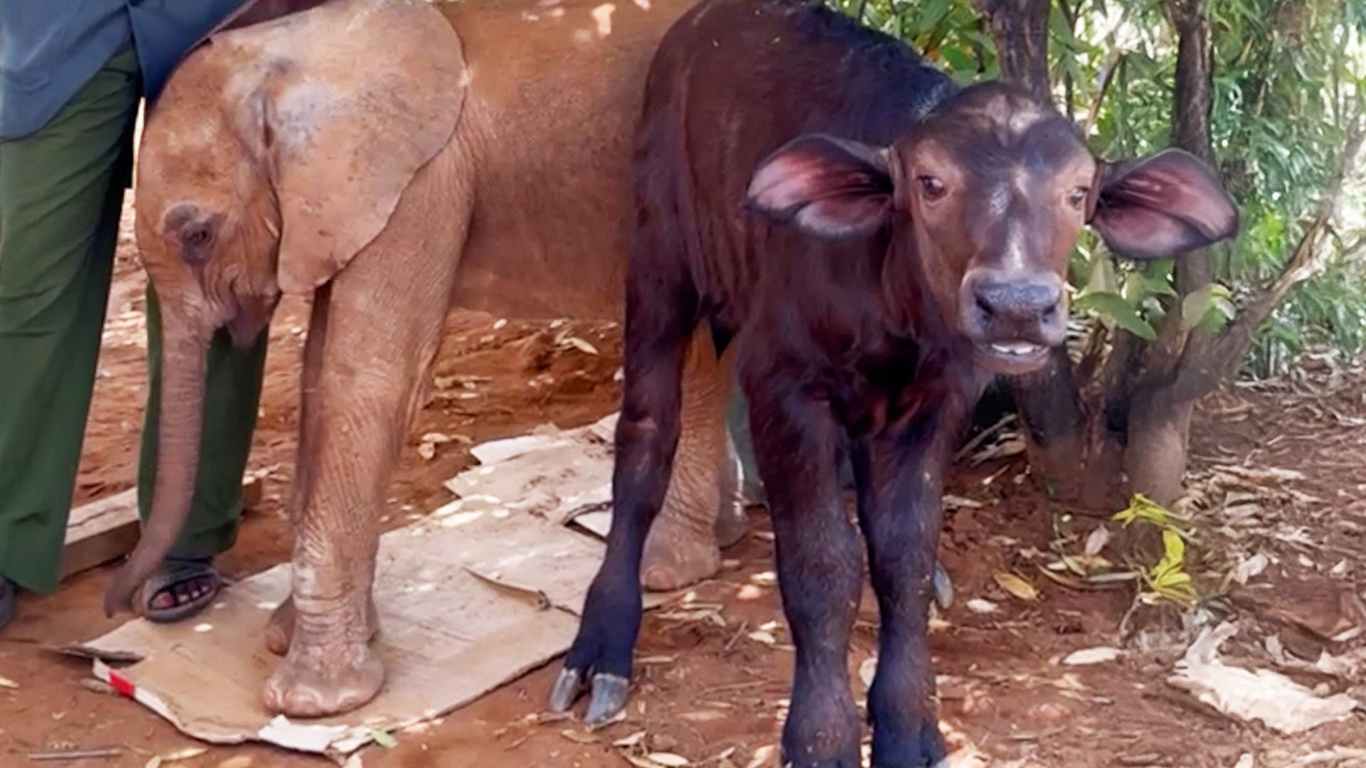 Baby elephant and buffalo have the sweetest friendship