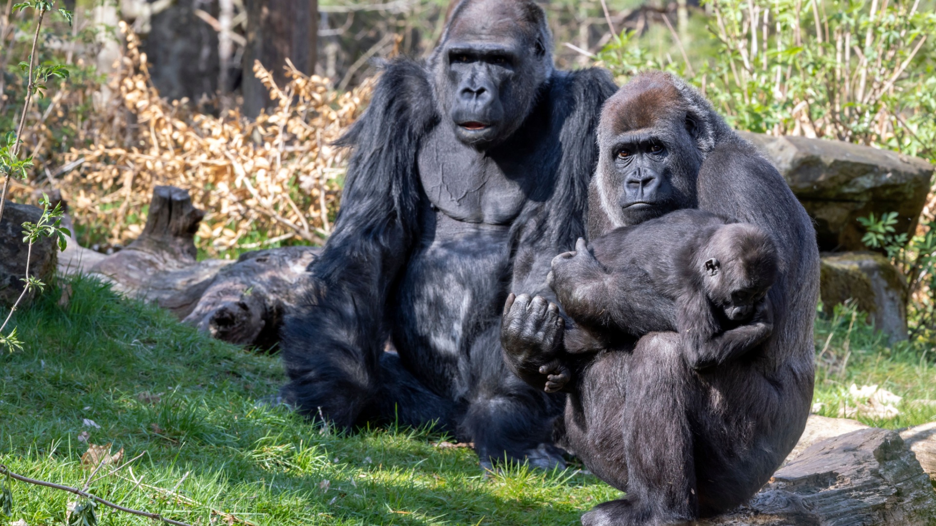 12 animals that stay with their parents the longest