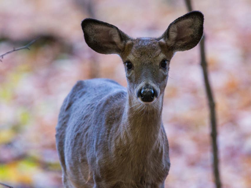 Peabody fire, police free pair of trapped deer: Video