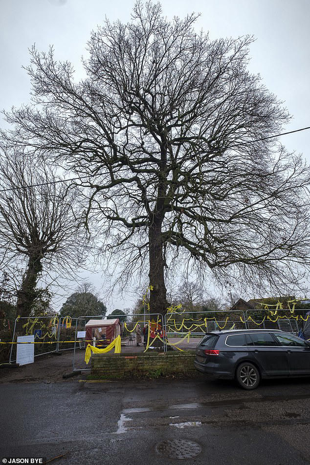 Campaigners to save 170-year-old tree 'take fight' to Aviva at UK HQ ...