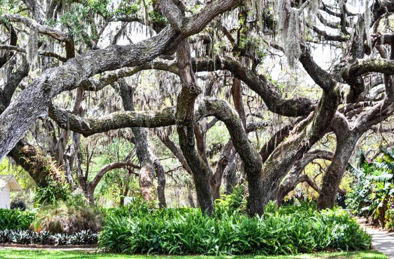 Does Spanish moss harm live oak trees?