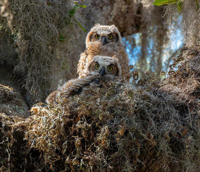 Does Spanish moss harm live oak trees?