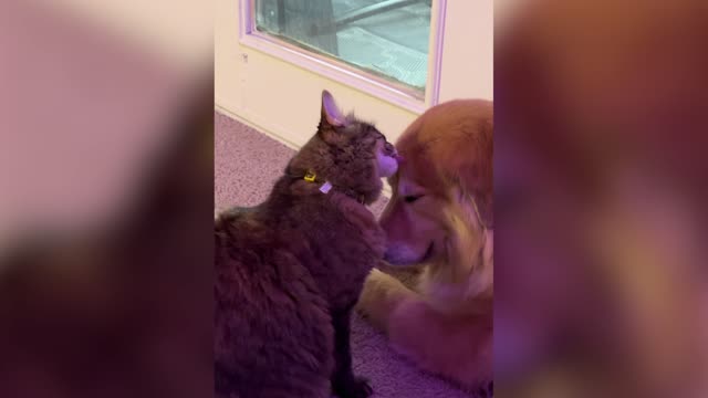 Cat comforts dog friend who is afraid of thunderstorms | Happily TV