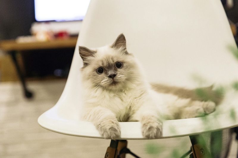 These gentle cat breeds are perfect for homes with small children