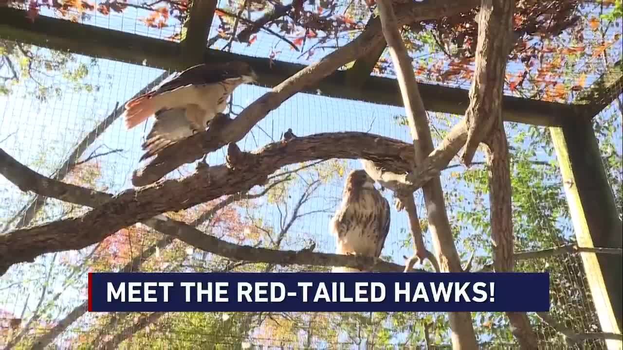 Zoo buddy: Red-tailed hawks!