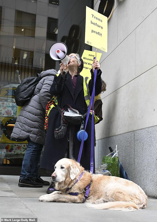 Campaigners to save 170-year-old tree take fight to Aviva at UK HQ ...