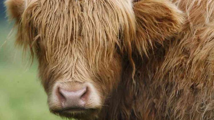 Why Highland cows are becoming more popular in North Carolina with ...
