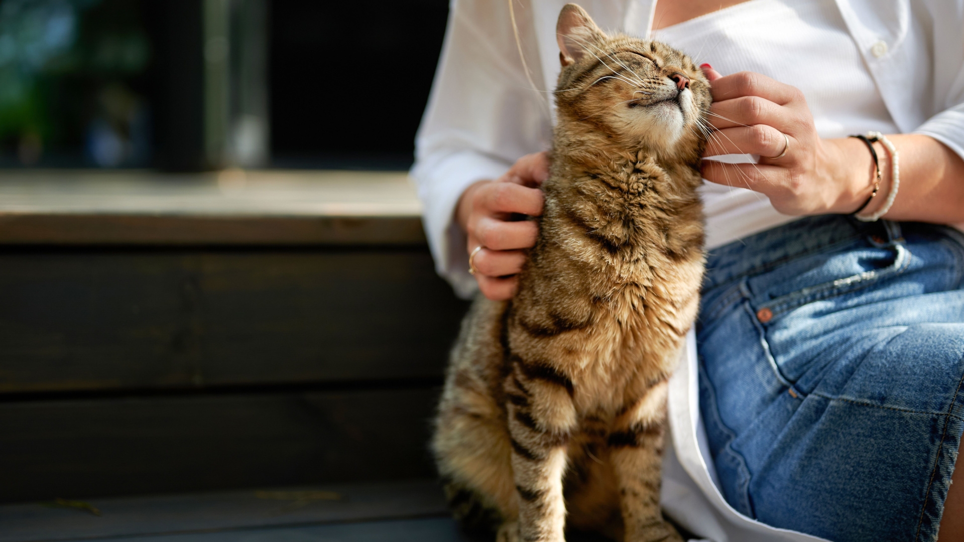 How to tell if your cat really likes you – 12 signs of feline affection
