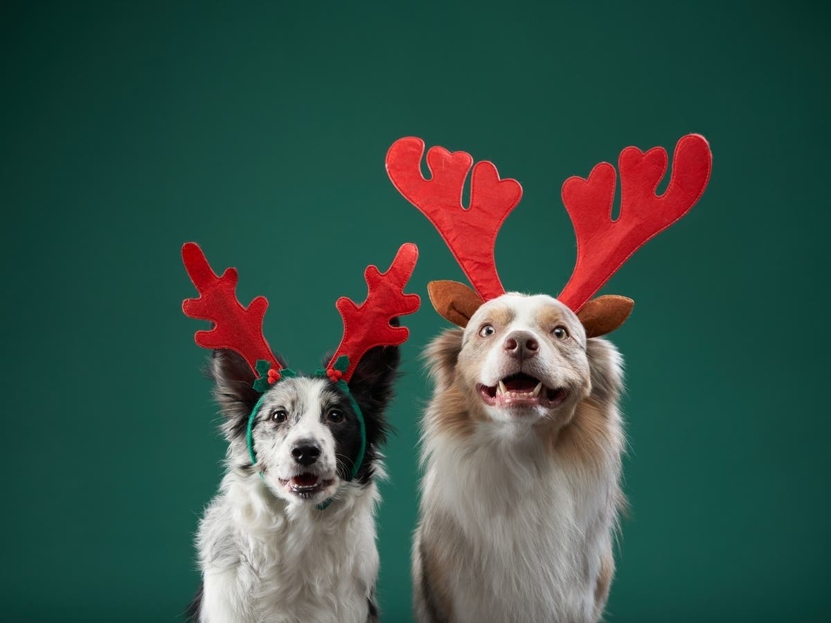 Over 600 dogs celebrate Christmas early at San Diego Humane Society