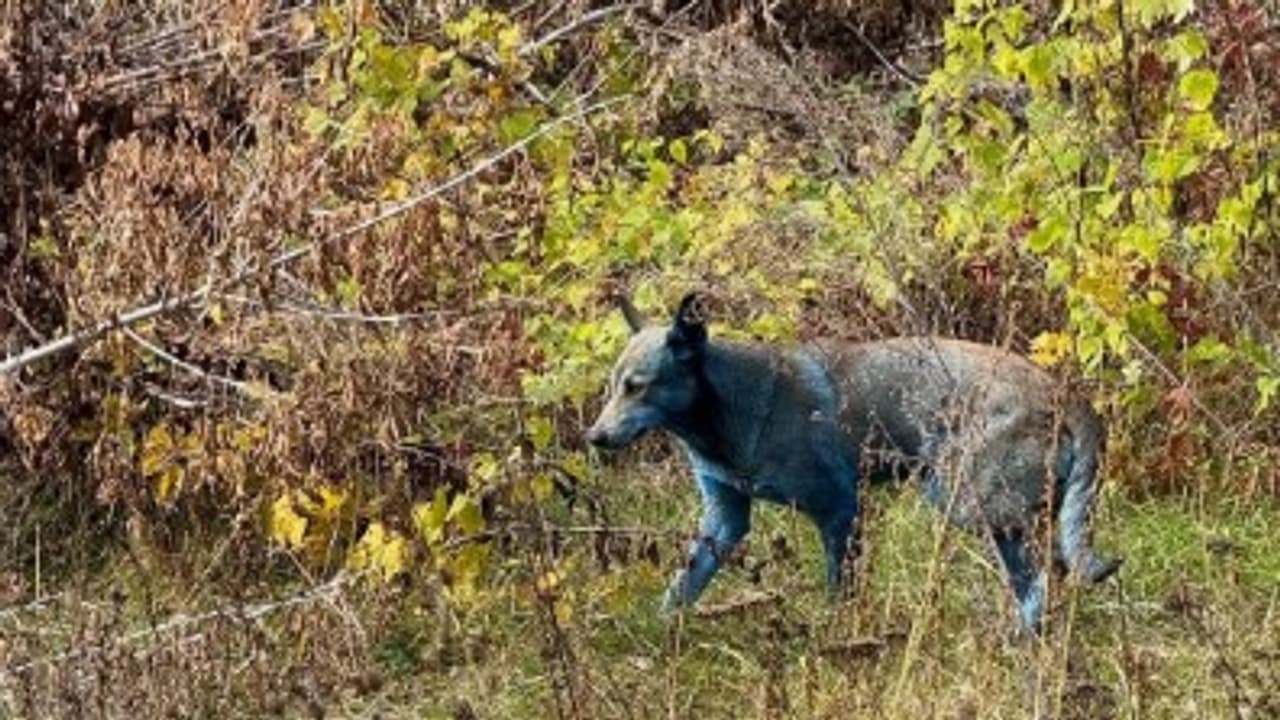 Blue dogs of Chernobyl get unexpected explanation and it’s not radiation