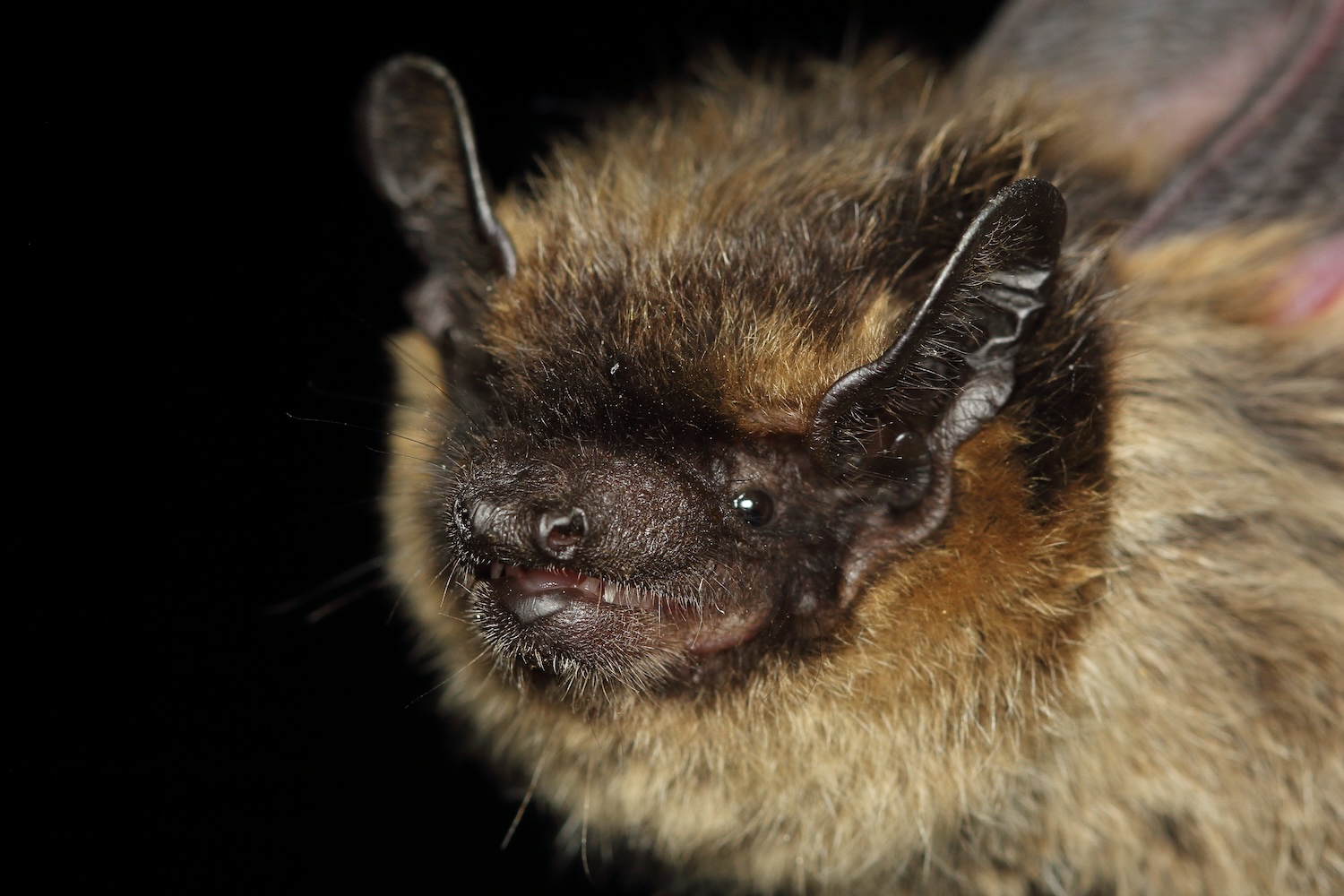Watch: Baby bats cuddle together during wildlife rehabilitation