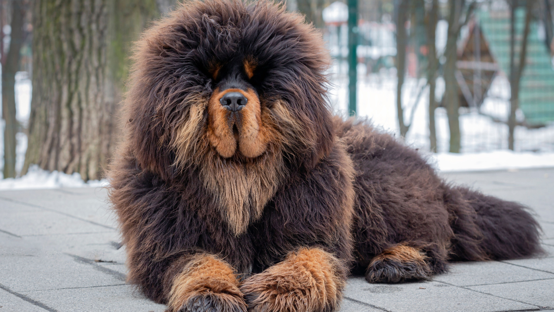 13 dog breeds that can become protective fast and scare visitors