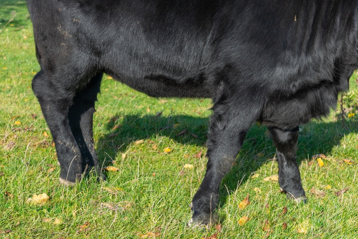 Cow with an extra leg on his head looks like he's wearing a festive hat