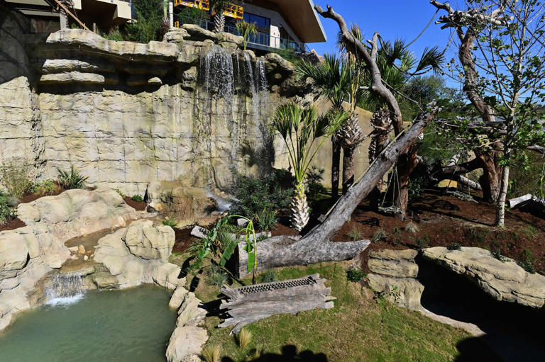 First look: Congo Falls brings gorillas back to the San Antonio Zoo in ...