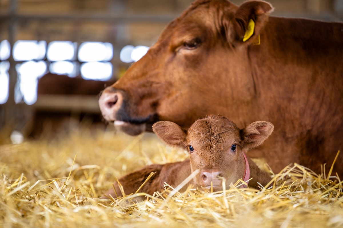 One-day old baby cow gets a case of the zoomies and we can't stop watching