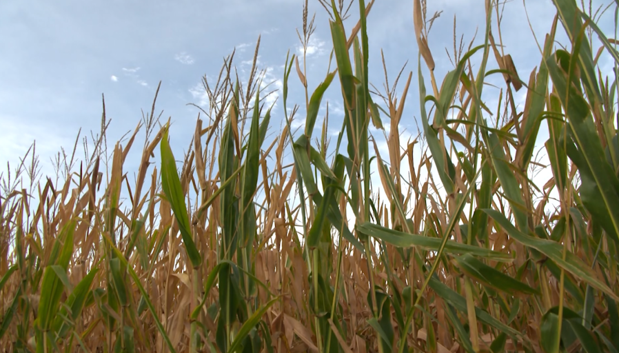 Midwest farmers respond to Trump’s farmer bailout announcement