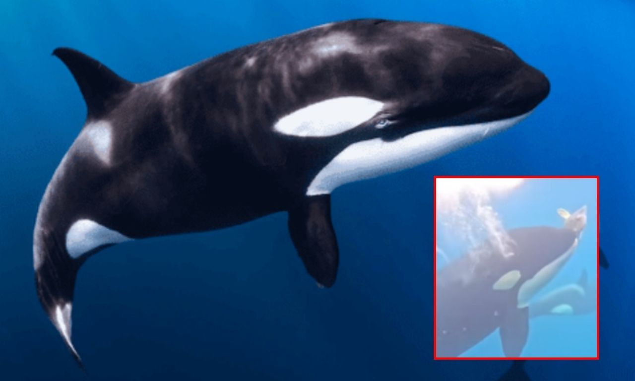 Orca se come una tortuga en Nayarit, pescadores graban en video el ...