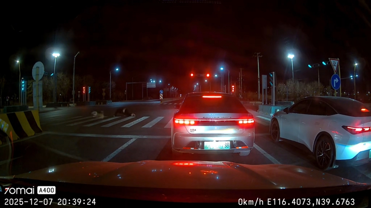 Funny dashcam moment of a border collie and its owner in Beijing, China
