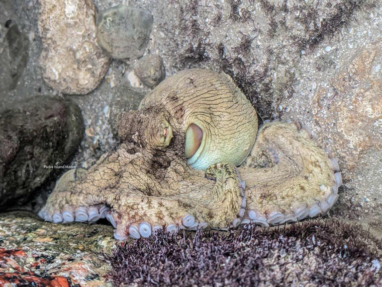 Beachgoer's unexpected encounter with a rare octopus on Texas coast