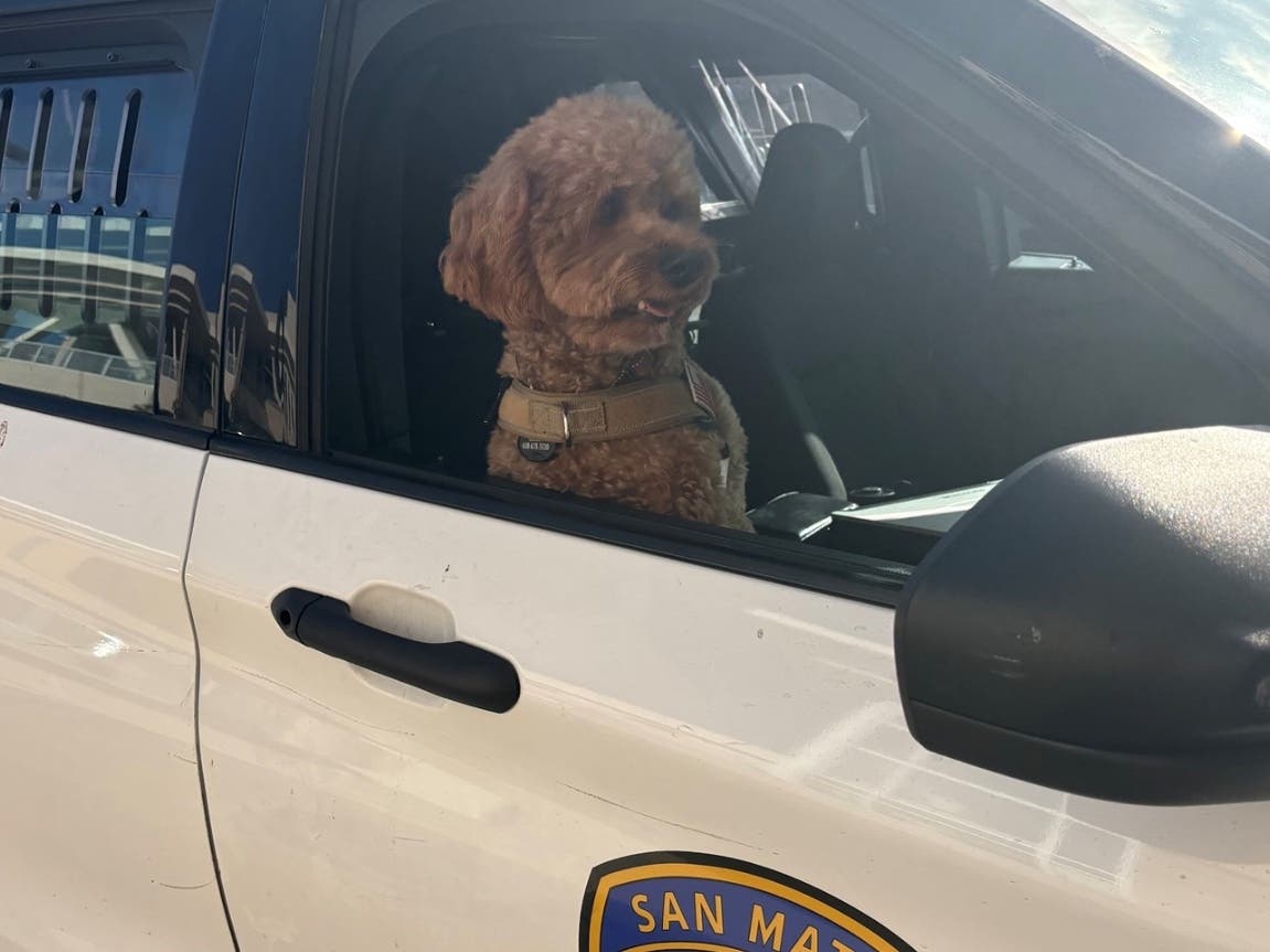 Poodle rescued from masked dognapper who snuck up on woman walking pup ...