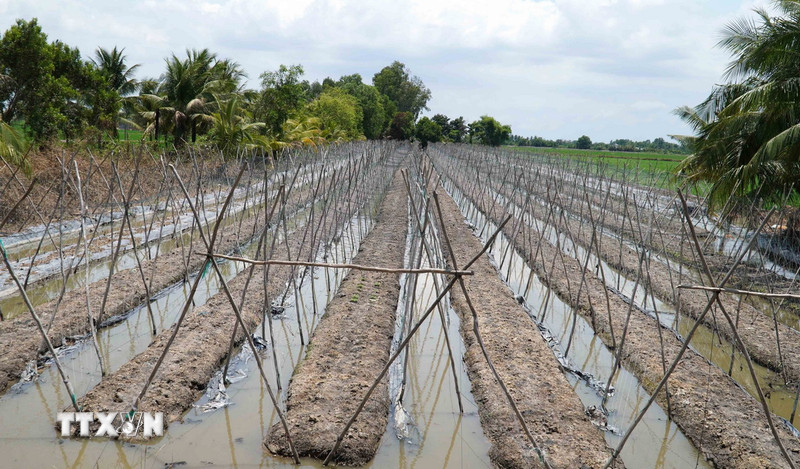 Thành phố Hồ Chí Minh lên kế hoạch tăng sản lượng vụ rau Tết
