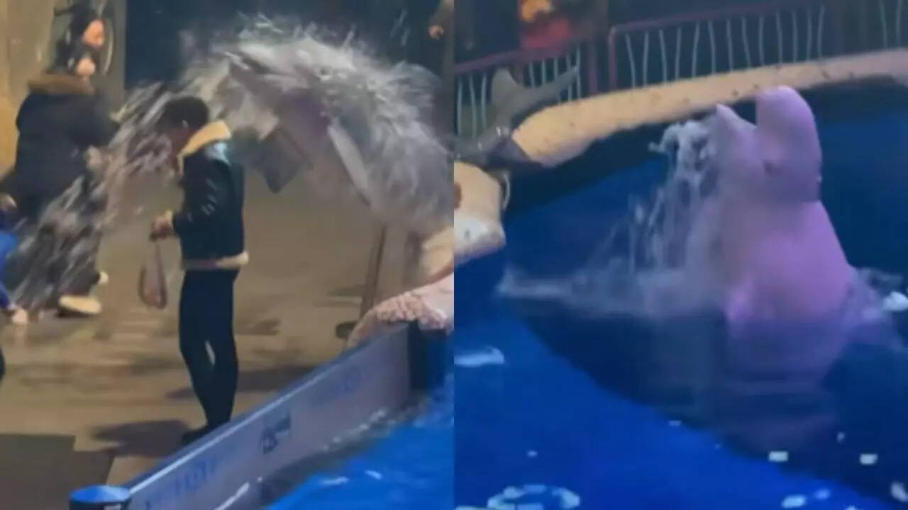Aquarium’s ‘coolest cop’: Beluga whale ‘puts out’ man’s cigarette in ...