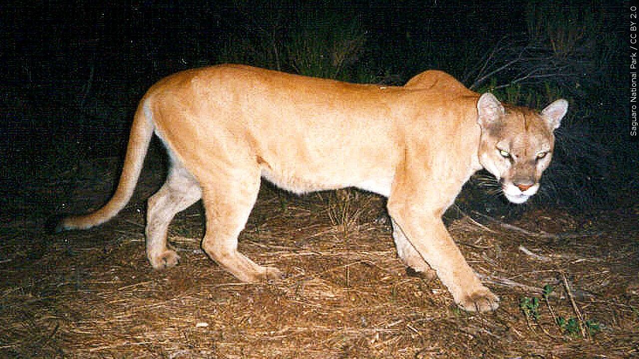 5 confirmed mountain lion sightings this year in Missouri