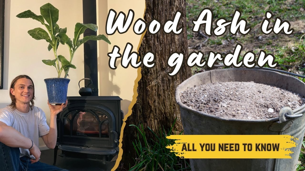 Ash in the garden: A natural free fertilizer for healthier plants - how ...