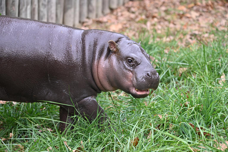 Poppy the pygmy hippo celebrates 1st birthday