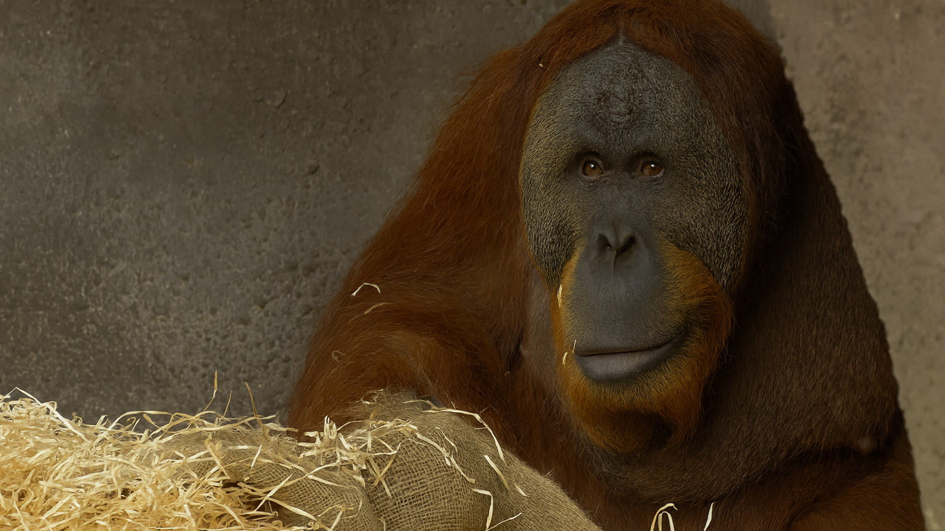 Orangutan’s quiet moment
